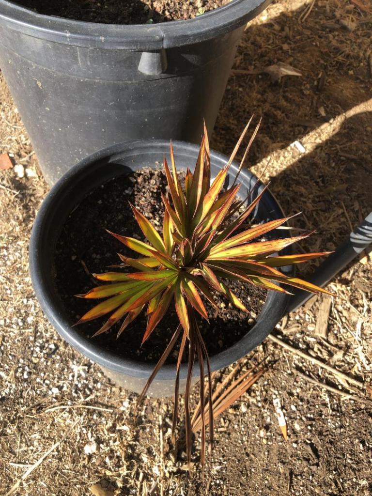 California red Latin palms - DISCUSSING PALM TREES WORLDWIDE - PalmTalk