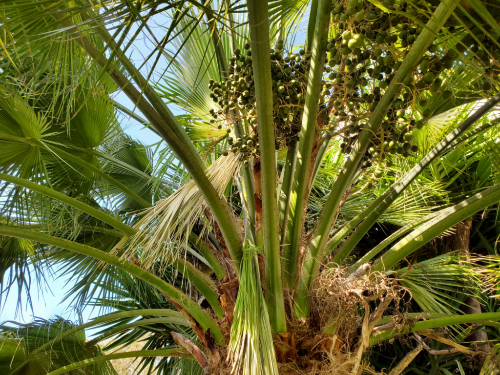 Palmate Palm ID - DISCUSSING PALM TREES WORLDWIDE - PalmTalk