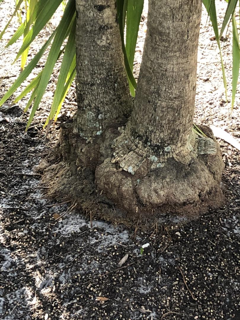 Conga-Train of Thrinax excelsa? - DISCUSSING PALM TREES WORLDWIDE ...
