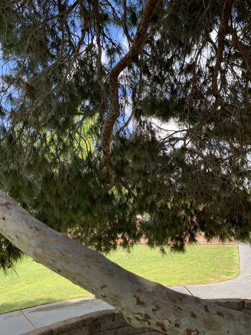 Pine ID - TROPICAL LOOKING PLANTS - Other Than Palms - PalmTalk