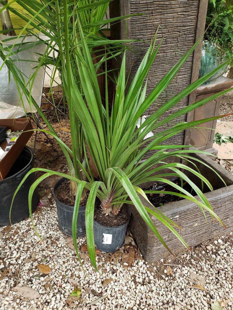 Pandanus ID? - TROPICAL LOOKING PLANTS - Other Than Palms - PalmTalk
