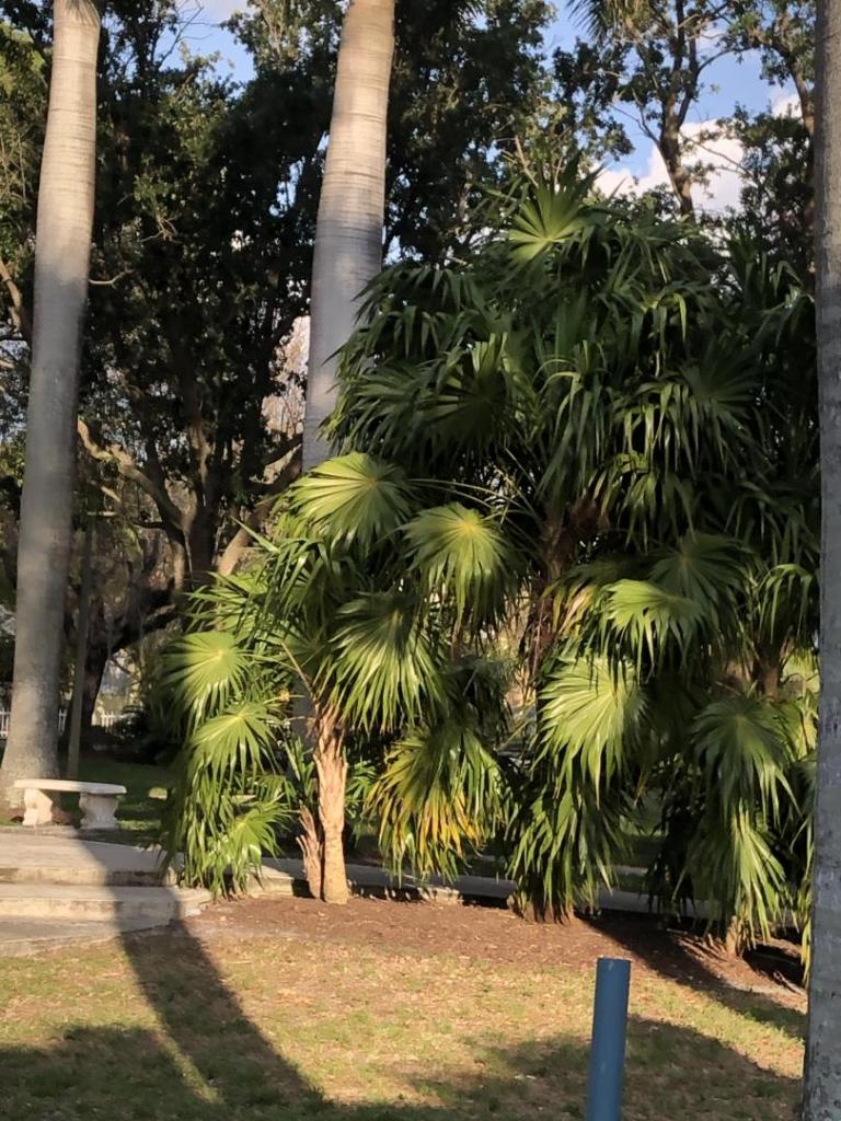 Conga-Train of Thrinax excelsa? - DISCUSSING PALM TREES WORLDWIDE ...