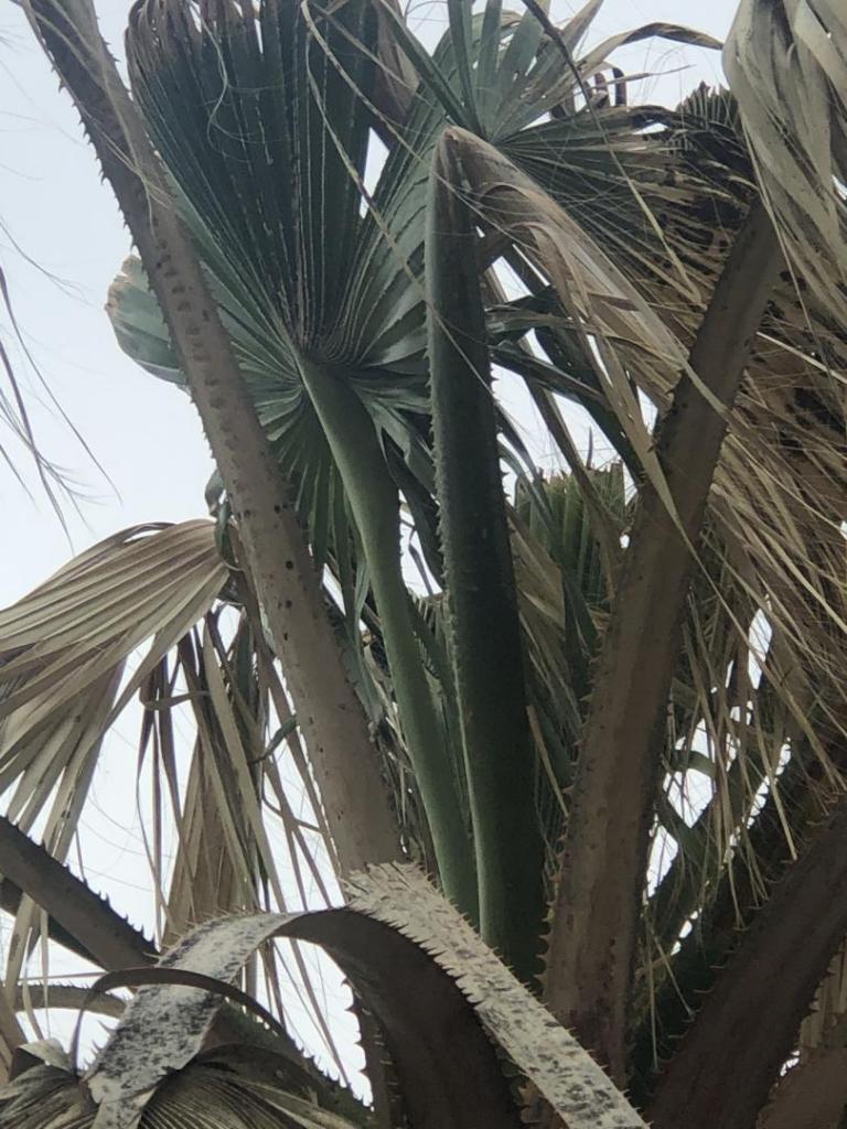 Trachycarpus After -2*F Waco, Texas - COLD HARDY PALMS - PalmTalk