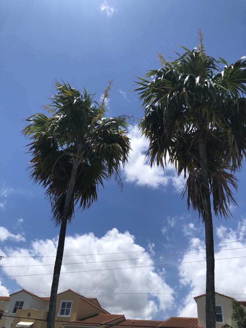 Conga-Train of Thrinax excelsa? - DISCUSSING PALM TREES WORLDWIDE ...