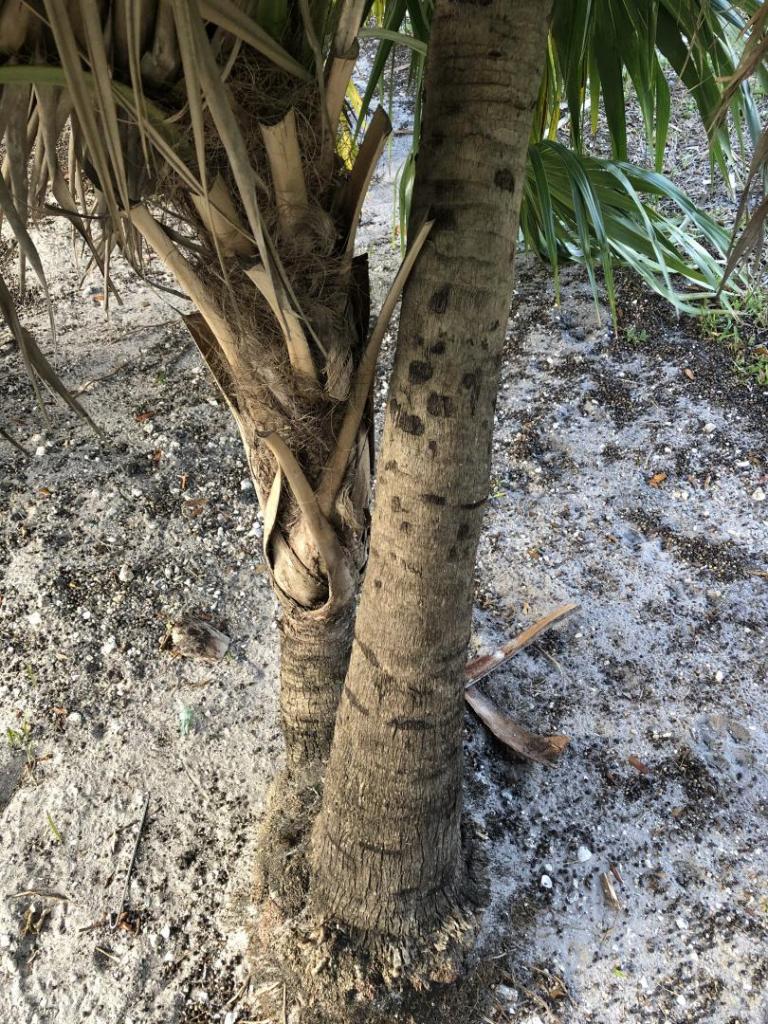 Conga-Train of Thrinax excelsa? - DISCUSSING PALM TREES WORLDWIDE ...