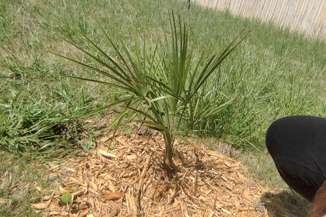 Trachy brown leaf tips - DISCUSSING PALM TREES WORLDWIDE - PalmTalk