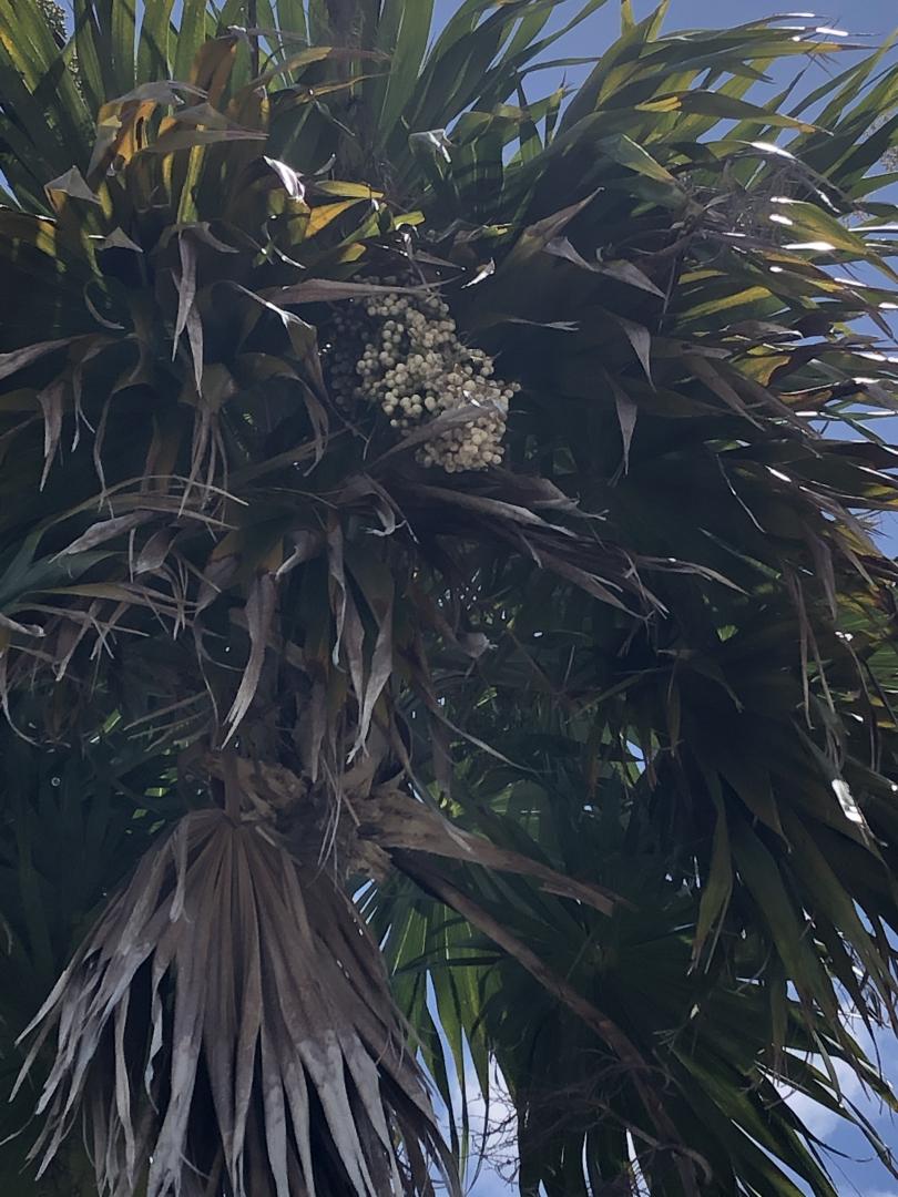 Conga-Train of Thrinax excelsa? - DISCUSSING PALM TREES WORLDWIDE ...