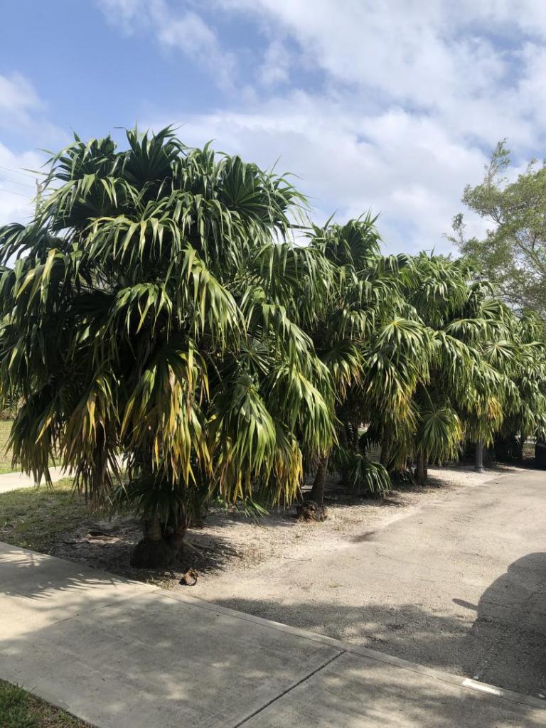 Conga-Train of Thrinax excelsa? - DISCUSSING PALM TREES WORLDWIDE ...