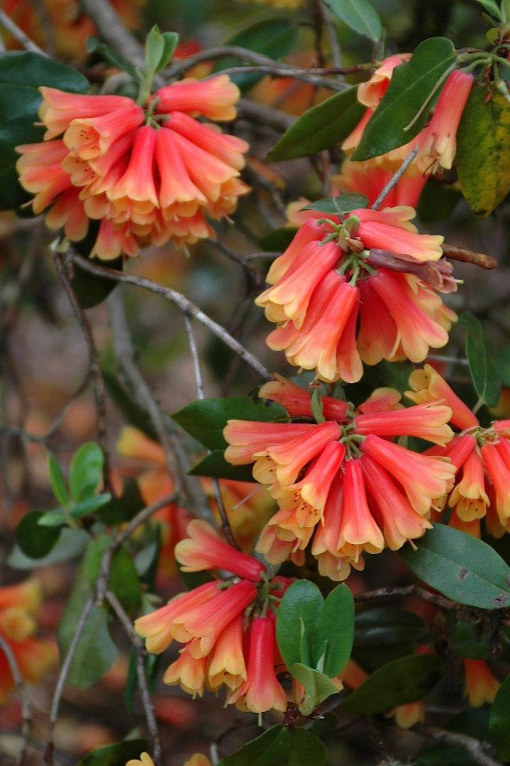 Rare Rhododendron Blooming - TROPICAL LOOKING PLANTS - Other Than Palms ...