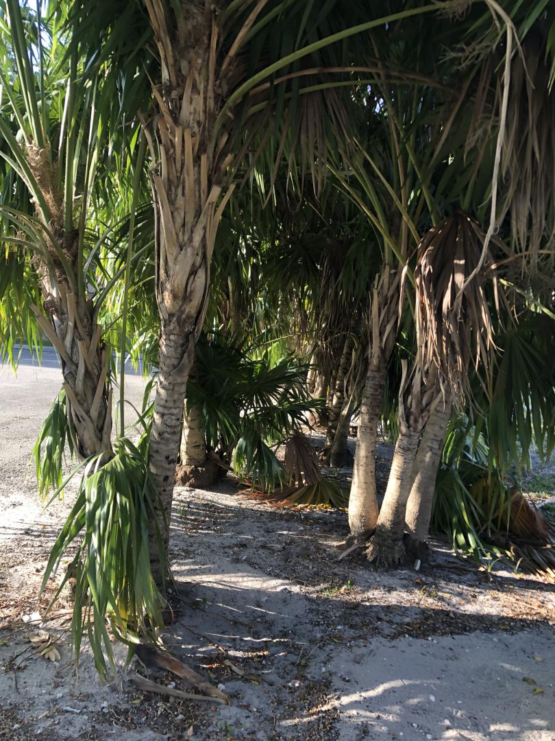 Conga-Train of Thrinax excelsa? - DISCUSSING PALM TREES WORLDWIDE ...