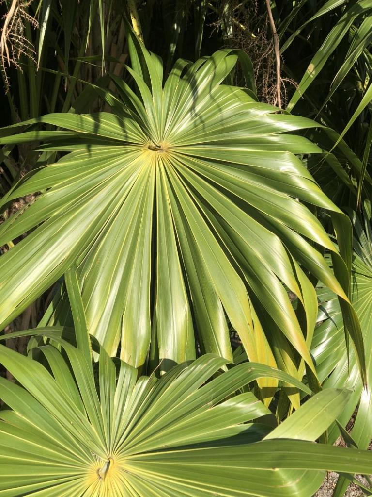 Conga-Train of Thrinax excelsa? - DISCUSSING PALM TREES WORLDWIDE ...