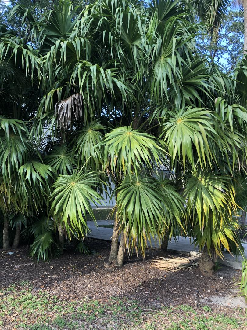 Conga-Train of Thrinax excelsa? - DISCUSSING PALM TREES WORLDWIDE ...