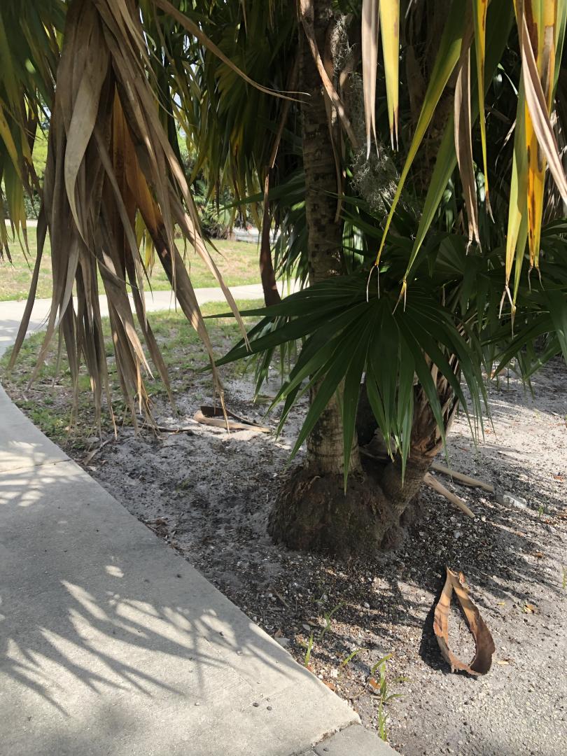 Conga-Train of Thrinax excelsa? - DISCUSSING PALM TREES WORLDWIDE ...