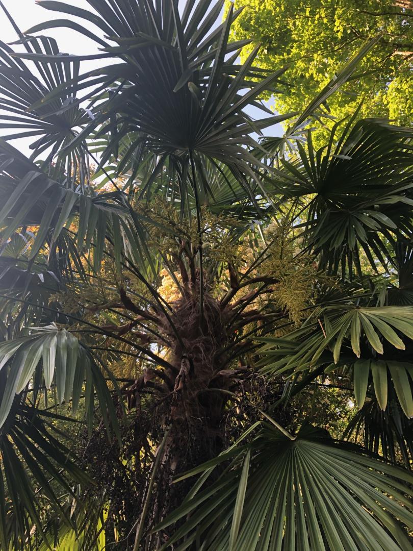 Trachy Taylor Form female - COLD HARDY PALMS - PalmTalk