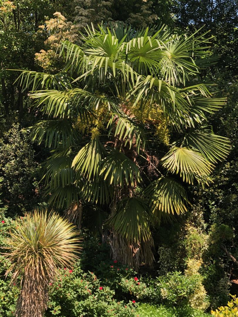 Trachy Taylor Form female - COLD HARDY PALMS - PalmTalk
