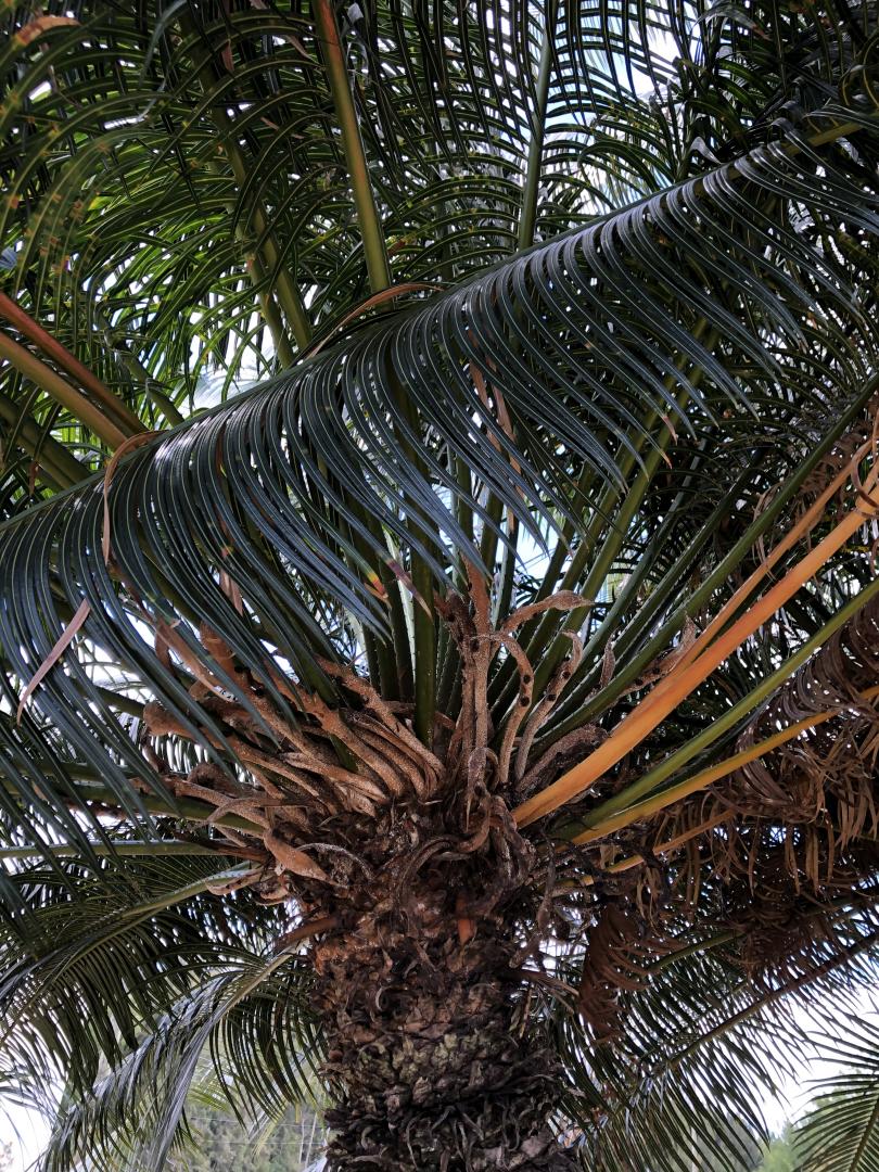 Huge Old 3-Trunked Cycad in Cape Coral, FL - TROPICAL LOOKING PLANTS ...