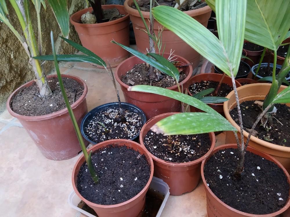 My first real attempt at germinating palm seeds - DISCUSSING PALM TREES ...