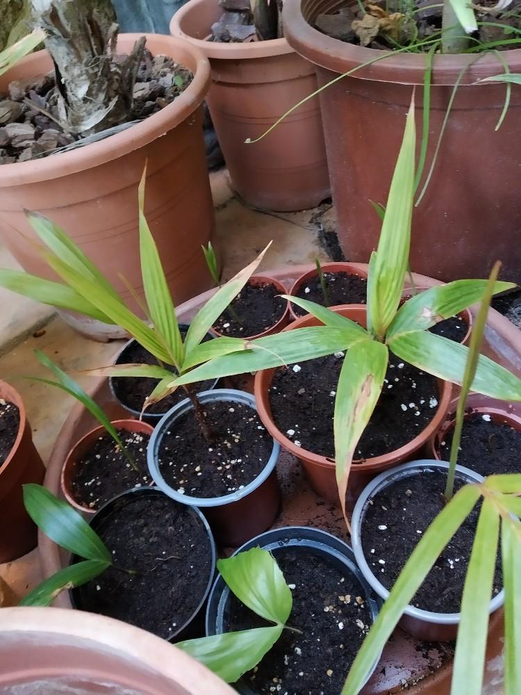 My first real attempt at germinating palm seeds - DISCUSSING PALM TREES ...