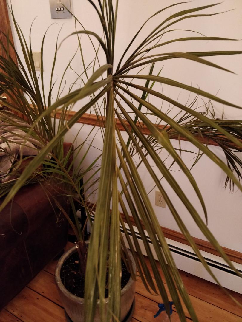 Slow and Painful Majesty Palm Death - PALMS IN POTS - PalmTalk