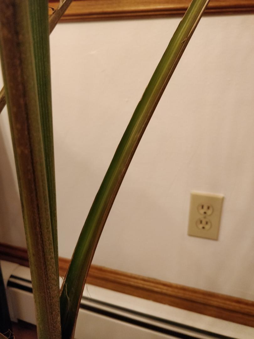 Slow and Painful Majesty Palm Death - PALMS IN POTS - PalmTalk