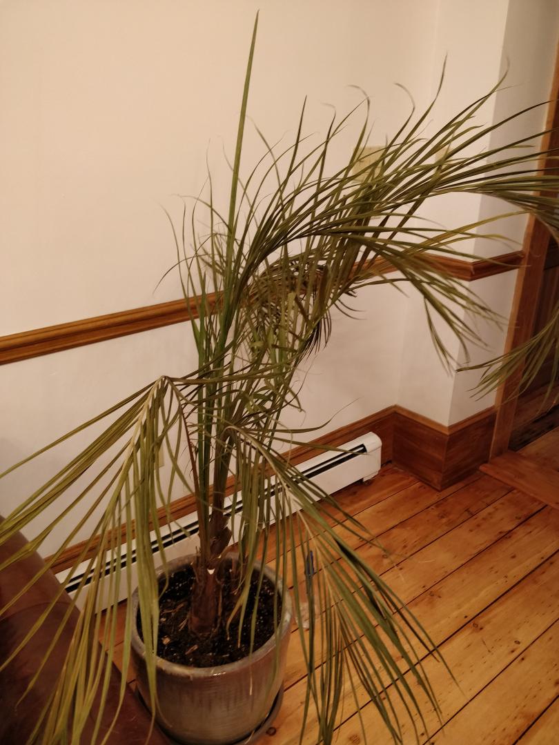 Slow and Painful Majesty Palm Death - PALMS IN POTS - PalmTalk