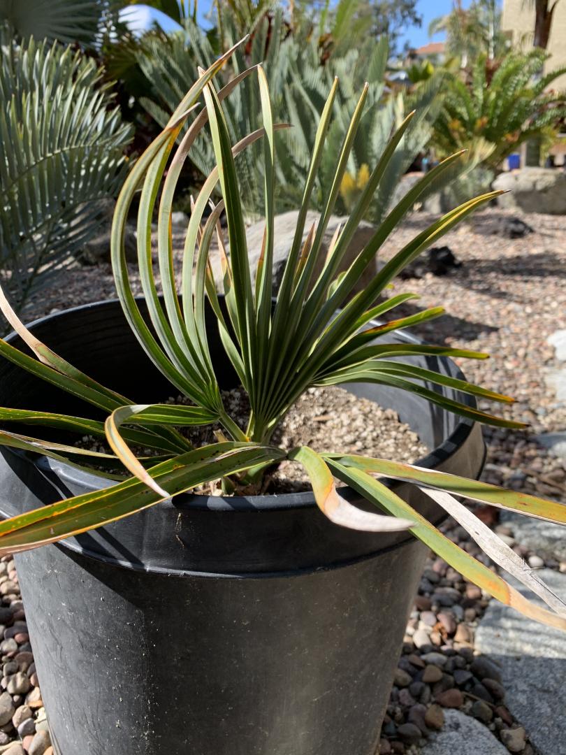 Copernicia fallaensis - For Sale - PalmTalk