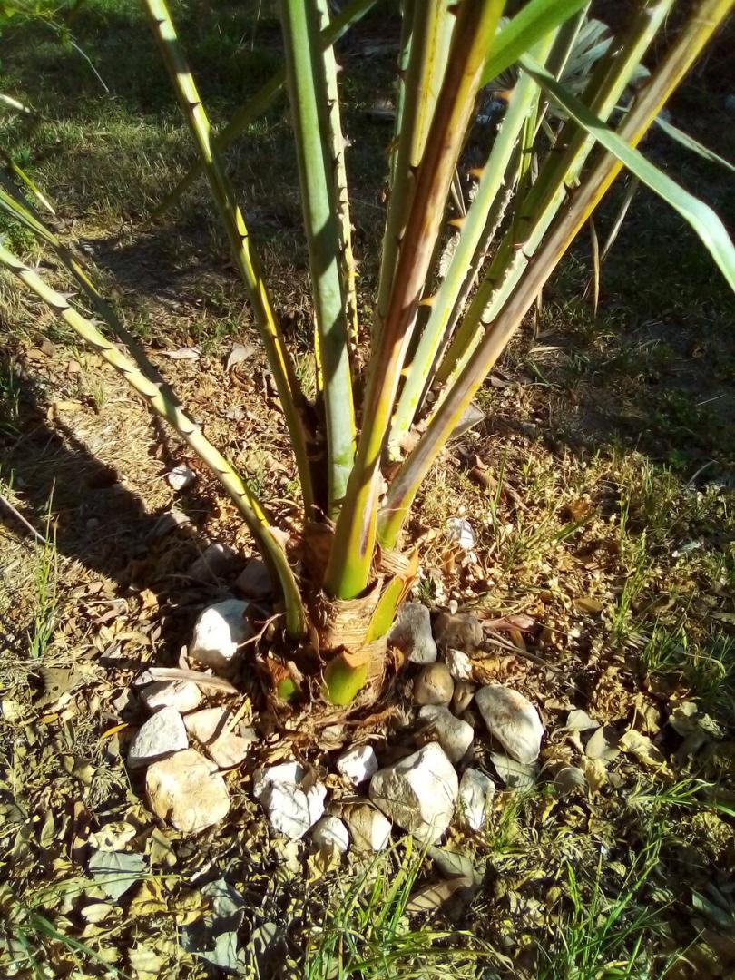 Surgery/deep cut palms years later - COLD HARDY PALMS - PalmTalk