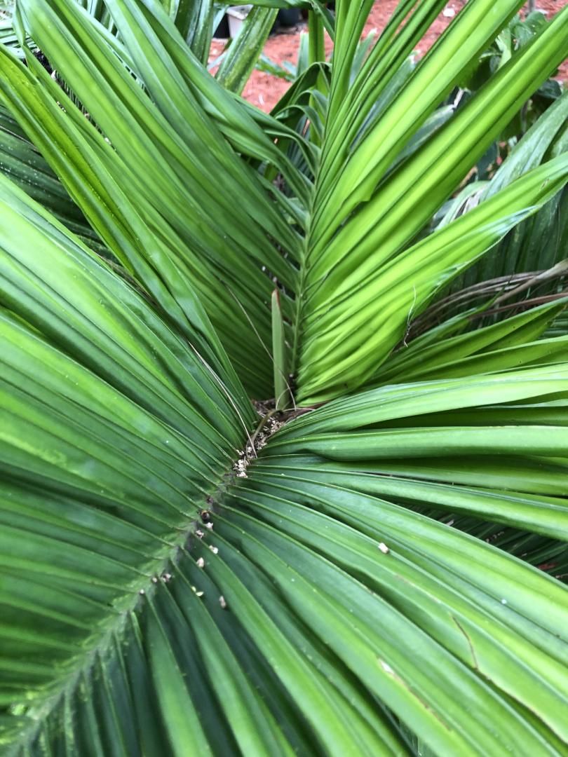Areca catechu Dwarfs Shake off Winter Blahs - DISCUSSING PALM TREES ...