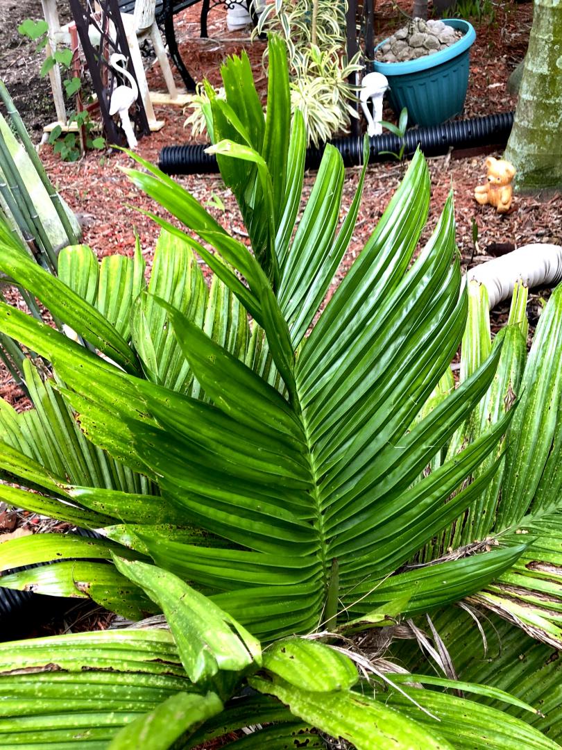 Areca catechu Dwarfs Shake off Winter Blahs - DISCUSSING PALM TREES ...