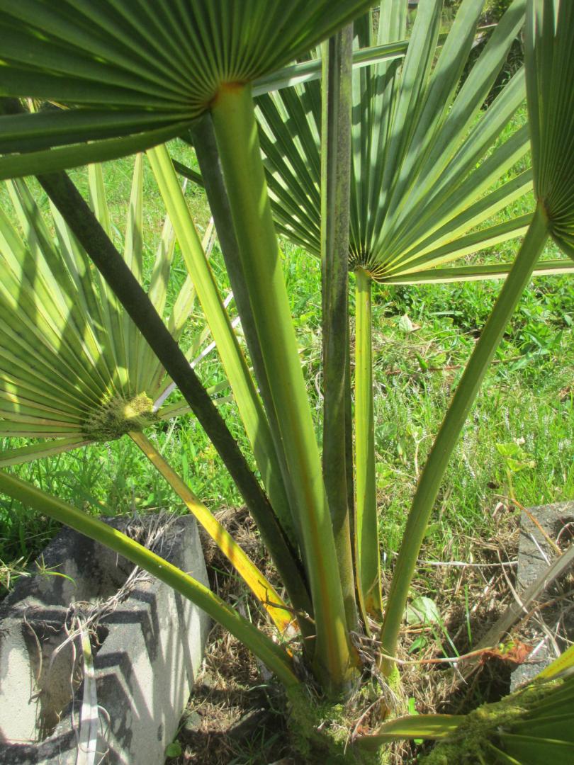 Is this a Copernicia fallaensis? - DISCUSSING PALM TREES WORLDWIDE ...