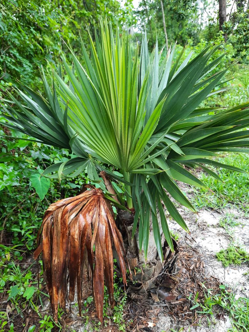 Hurricane survivor? Question mark - DISCUSSING PALM TREES WORLDWIDE ...