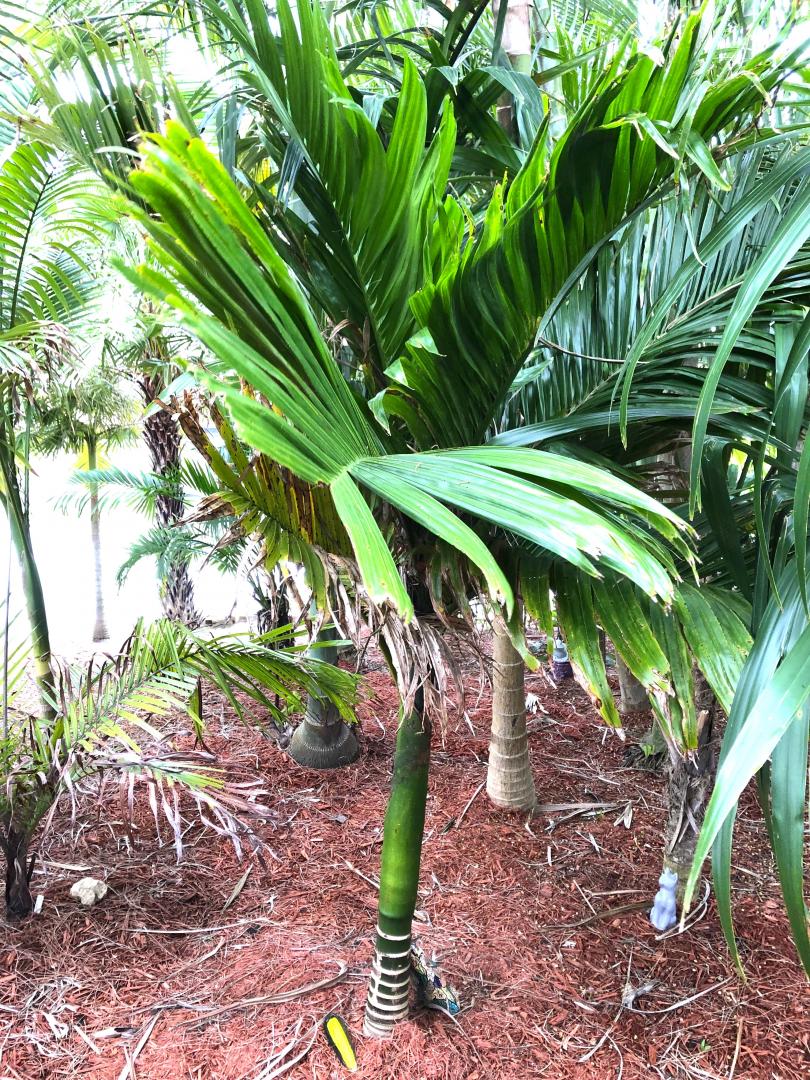 Areca catechu Dwarfs Shake off Winter Blahs - DISCUSSING PALM TREES ...