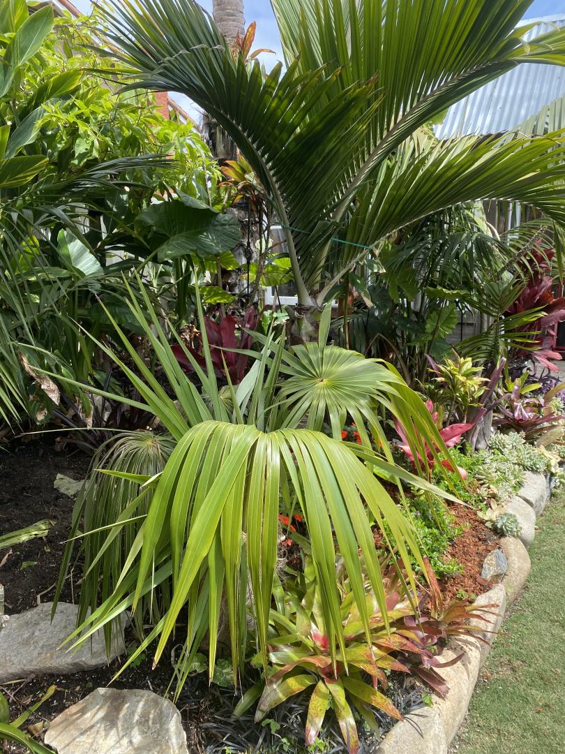 Old Man Palm - 14 Years Later - DISCUSSING PALM TREES WORLDWIDE - PalmTalk