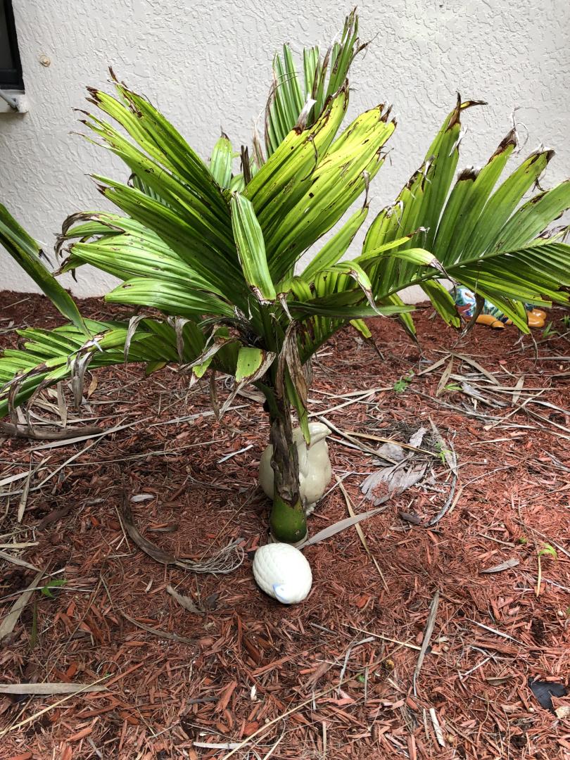 Areca catechu Dwarfs Shake off Winter Blahs - DISCUSSING PALM TREES ...