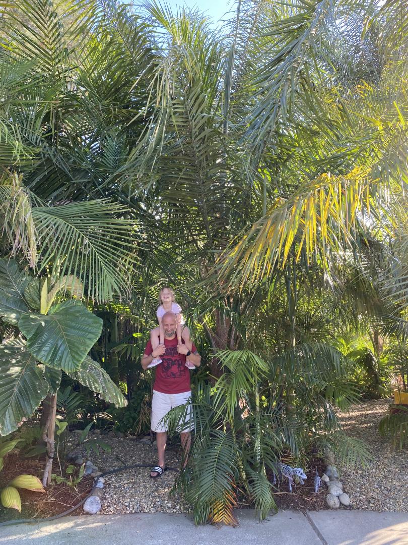 Update: The Riley Tree - DISCUSSING PALM TREES WORLDWIDE - PalmTalk