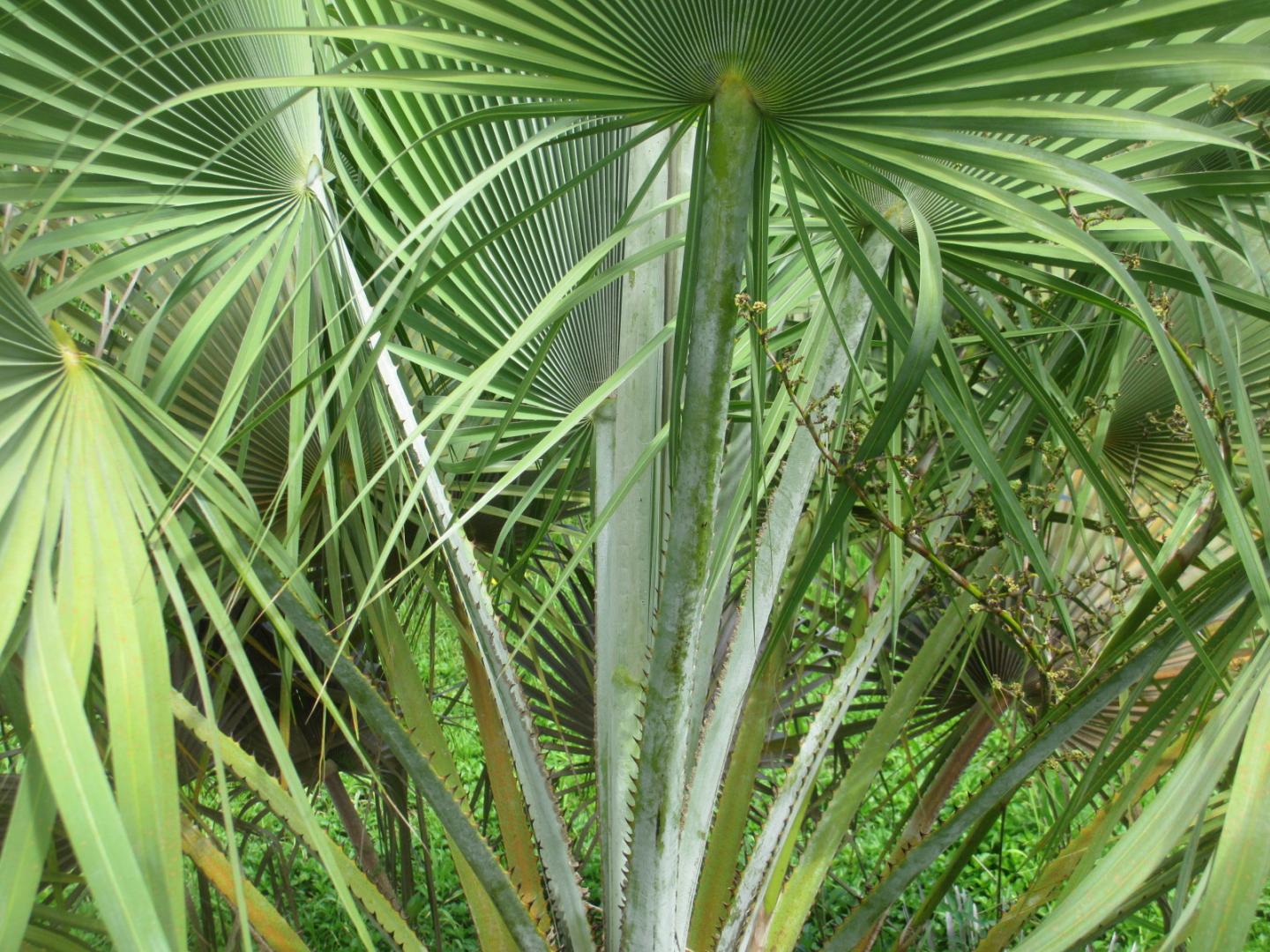 Is this a Copernicia fallaensis? - DISCUSSING PALM TREES WORLDWIDE ...
