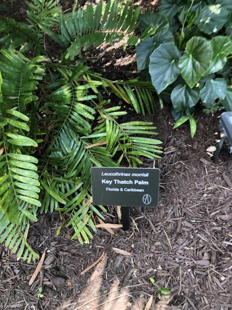 Conga-Train of Thrinax excelsa? - DISCUSSING PALM TREES WORLDWIDE ...