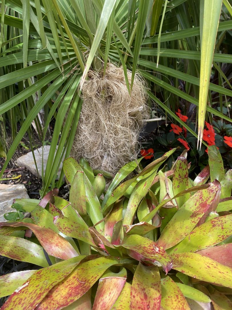 Old Man Palm - 14 Years Later - DISCUSSING PALM TREES WORLDWIDE - PalmTalk