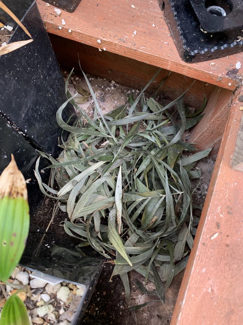 Rat Destruction - PALMS IN POTS - PalmTalk