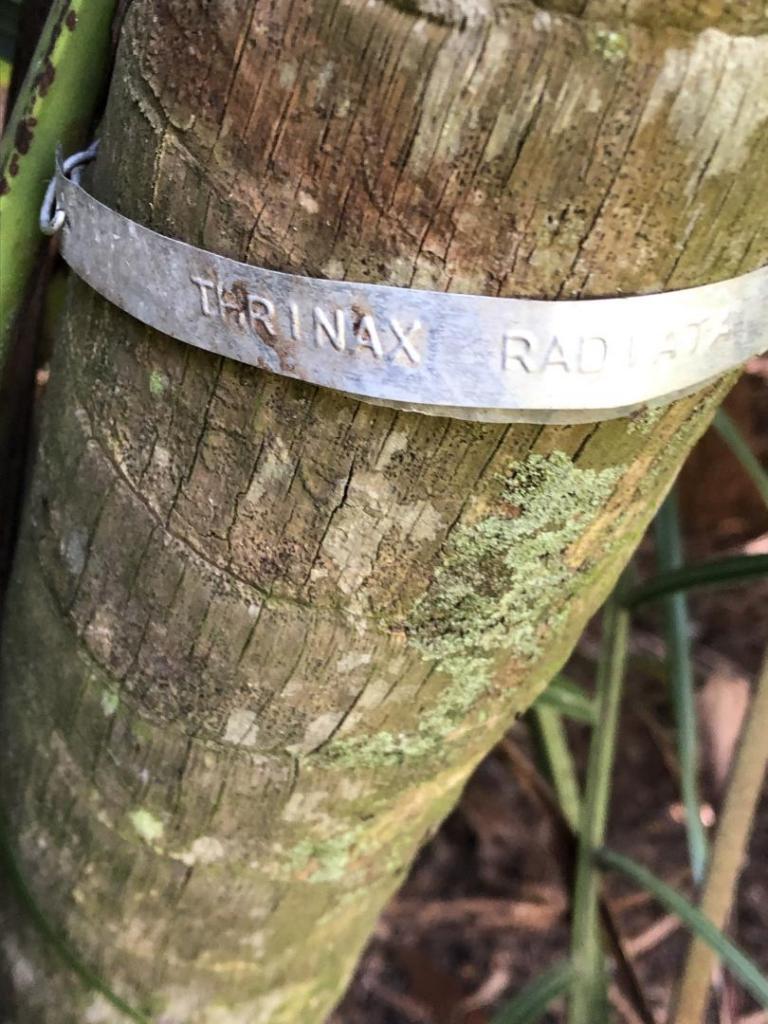 Conga-Train of Thrinax excelsa? - DISCUSSING PALM TREES WORLDWIDE ...