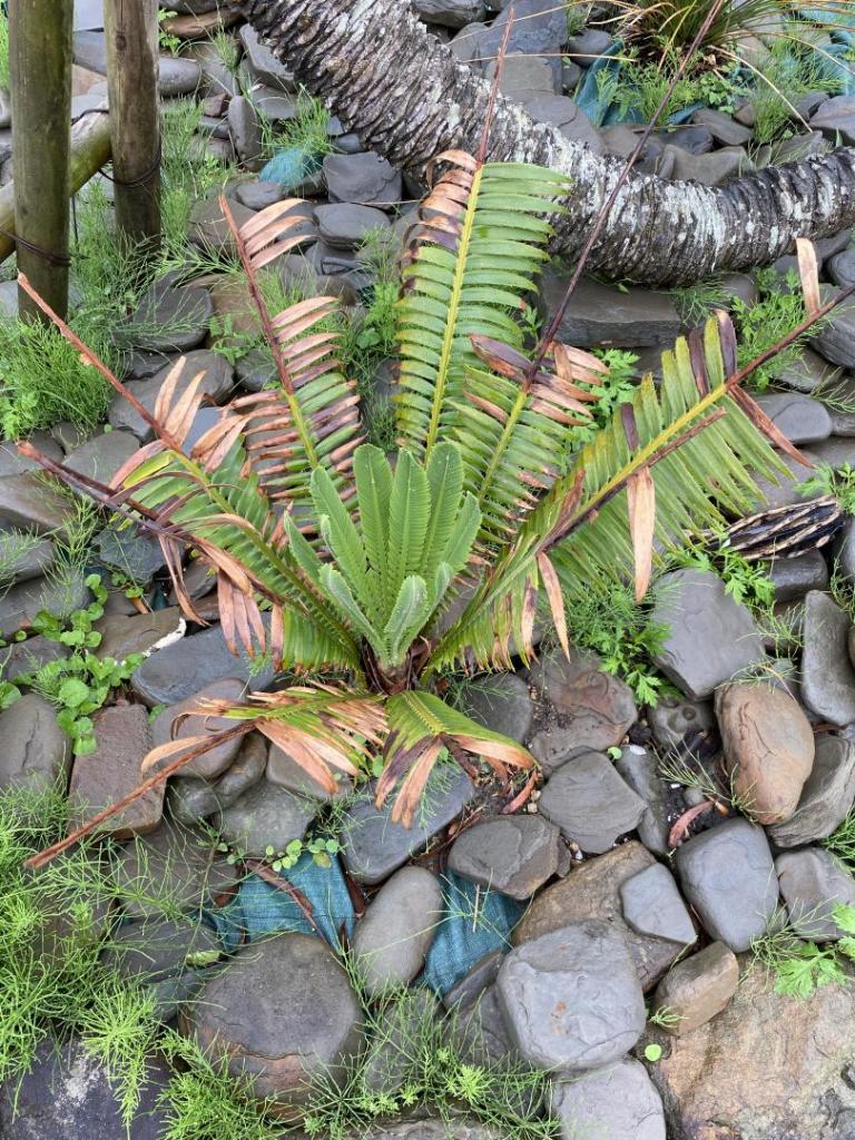 Day trip to palmy Miyazaki - DISCUSSING PALM TREES WORLDWIDE - PalmTalk