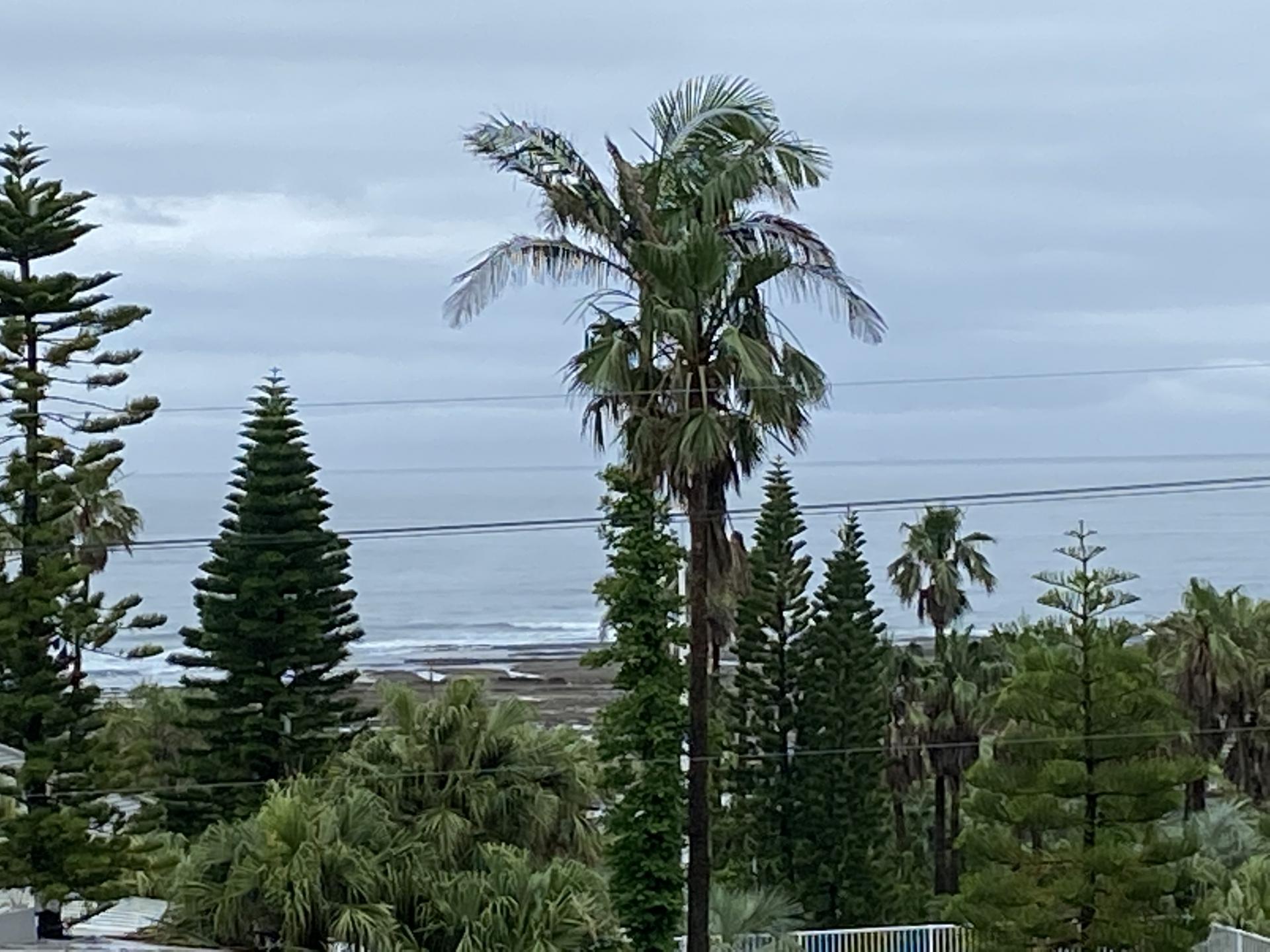 Day trip to palmy Miyazaki - DISCUSSING PALM TREES WORLDWIDE - PalmTalk