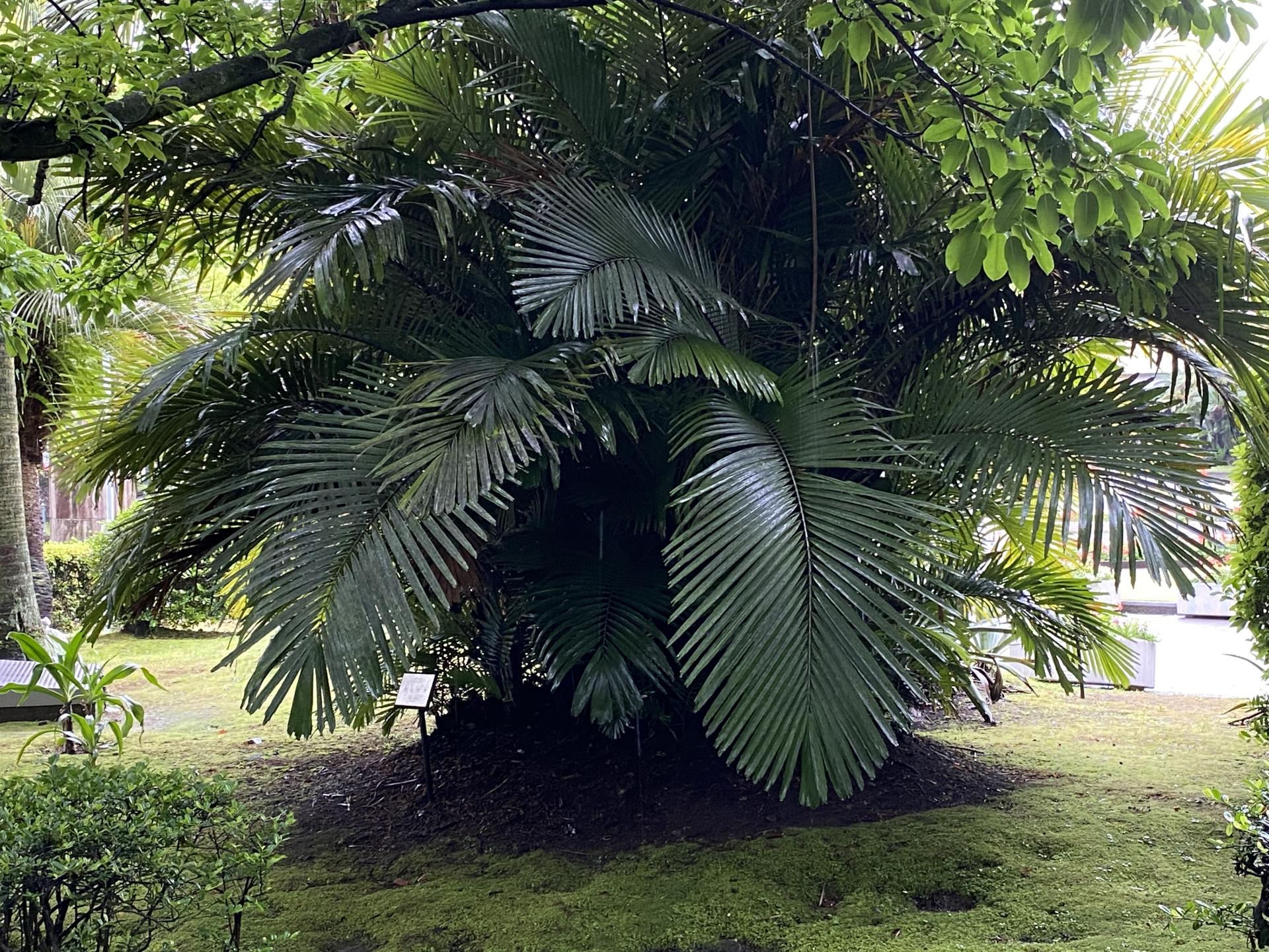 Day trip to palmy Miyazaki - DISCUSSING PALM TREES WORLDWIDE - PalmTalk