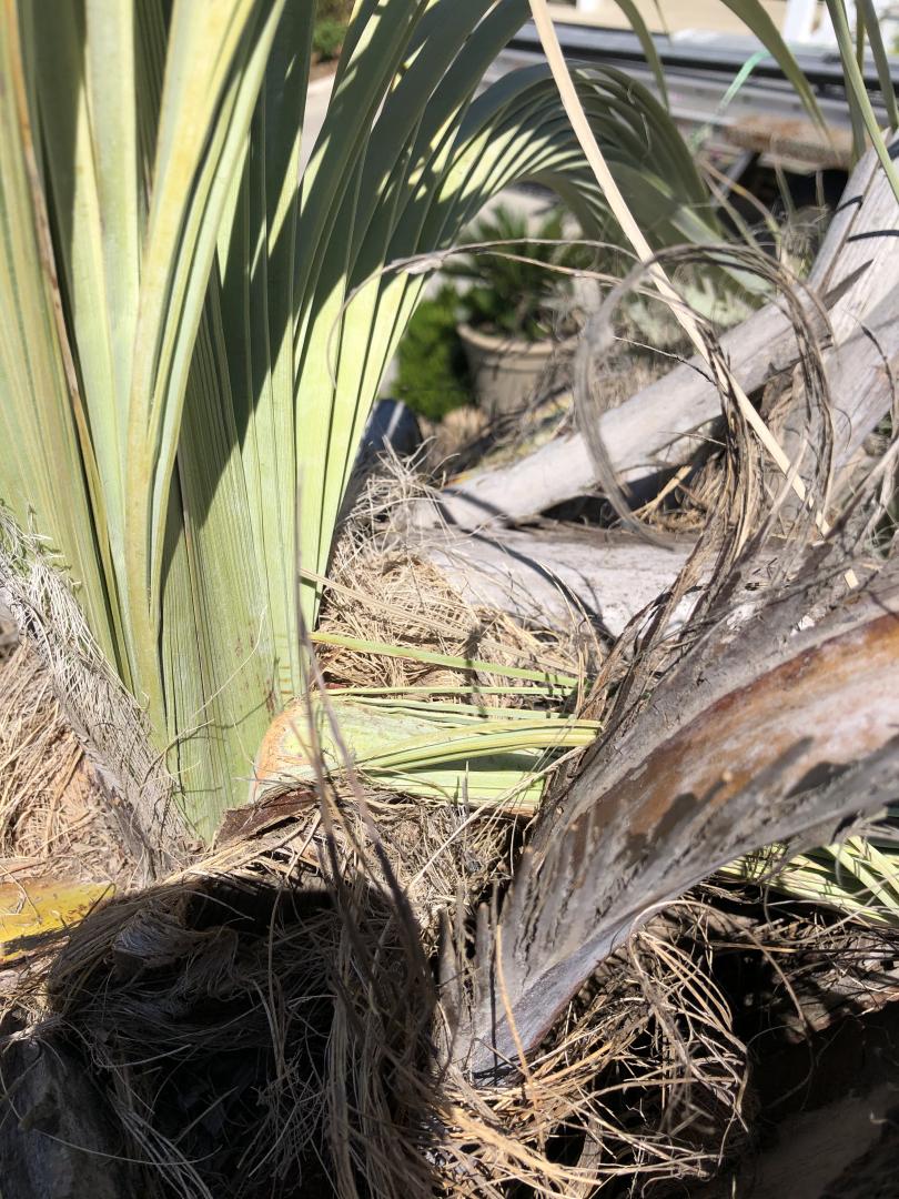 Pindo Problem - DISCUSSING PALM TREES WORLDWIDE - PalmTalk