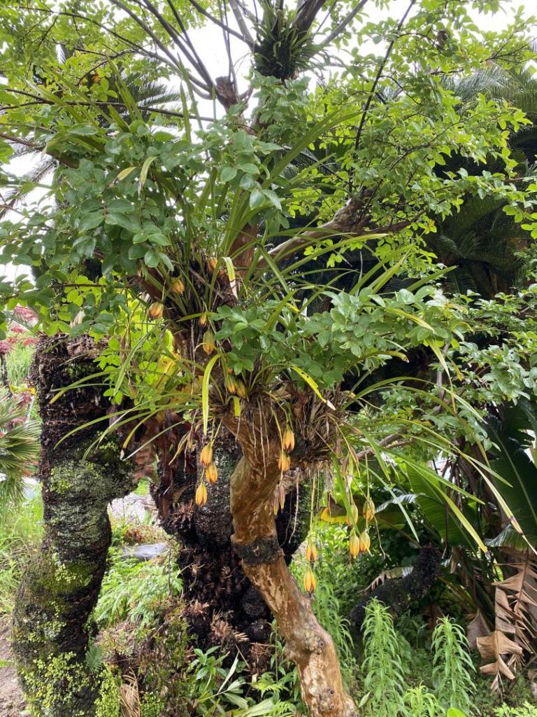Day trip to palmy Miyazaki - DISCUSSING PALM TREES WORLDWIDE - PalmTalk