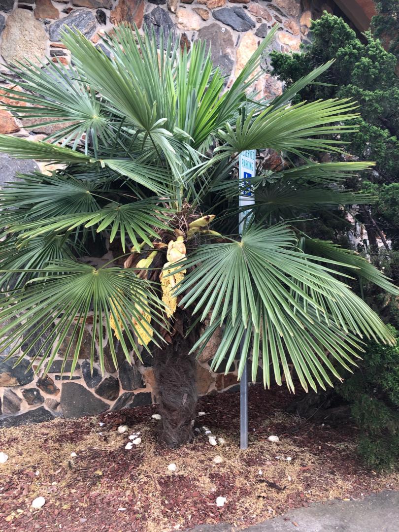 Trachycarpus fortunei - Dallas - COLD HARDY PALMS - PalmTalk