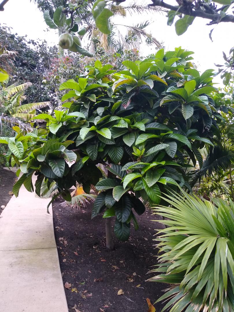 Ficus habrophylla 5g $75 - For Sale - PalmTalk