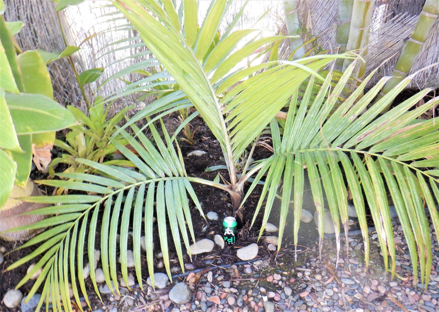 Cyphophoenix Alba in SoCal? - DISCUSSING PALM TREES WORLDWIDE - PalmTalk