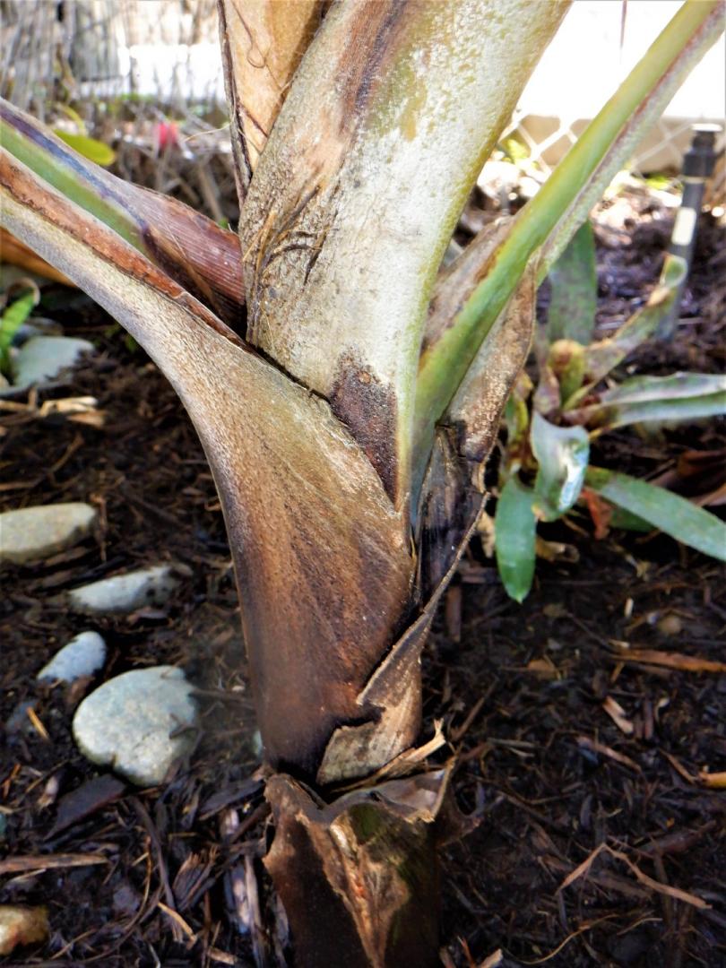 Cyphophoenix Alba in SoCal? - DISCUSSING PALM TREES WORLDWIDE - PalmTalk