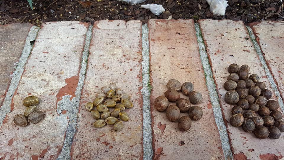 Butia seeds - DISCUSSING PALM TREES WORLDWIDE - PalmTalk